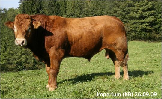 KB-Service / annerkanntes Samendepot Rind