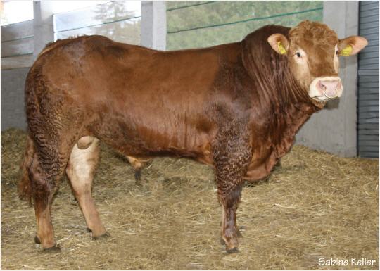 KB-Service / annerkanntes Samendepot Rind